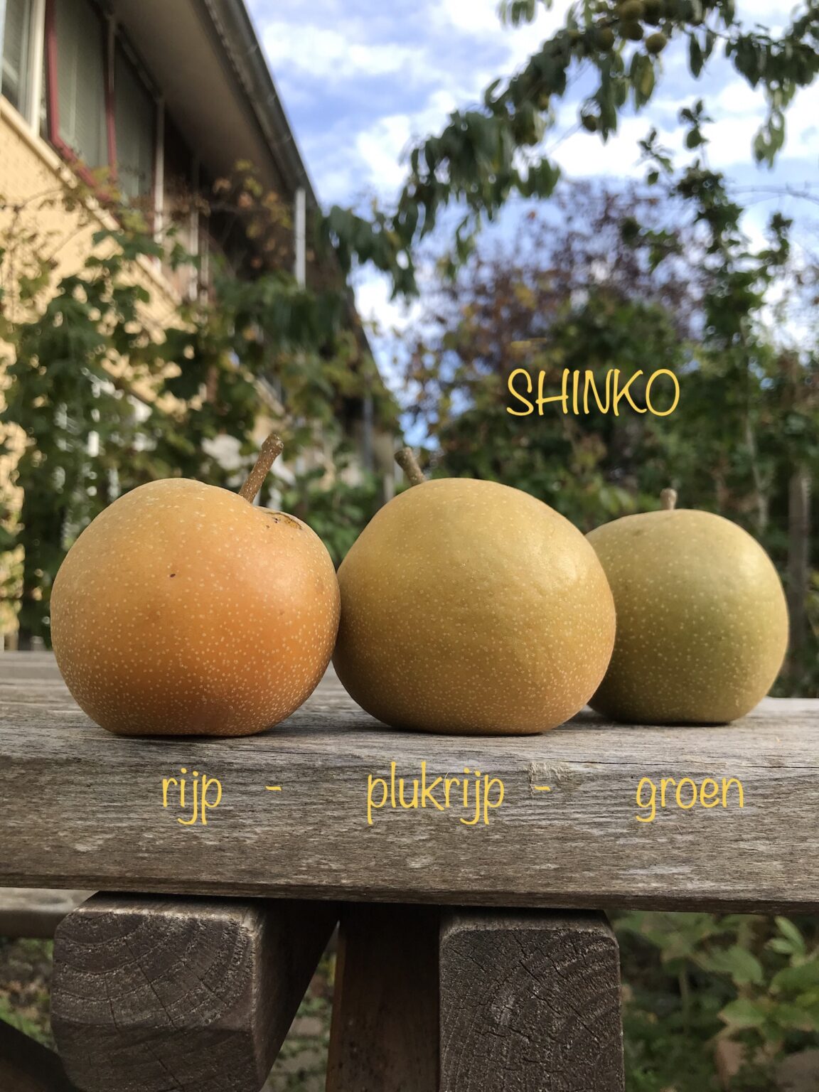 Shinko ⋆ StadsBomerij