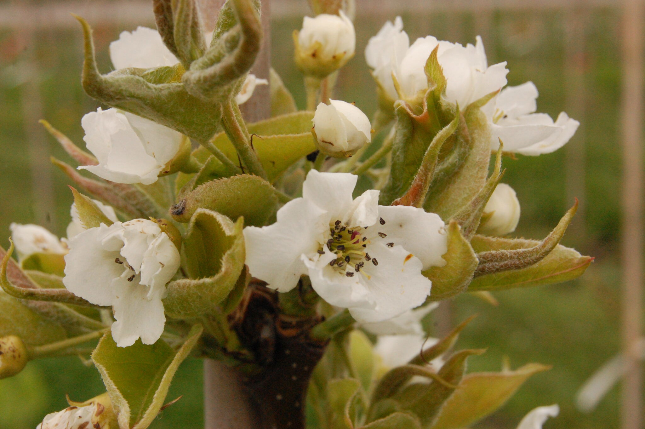 Shinko ⋆ StadsBomerij