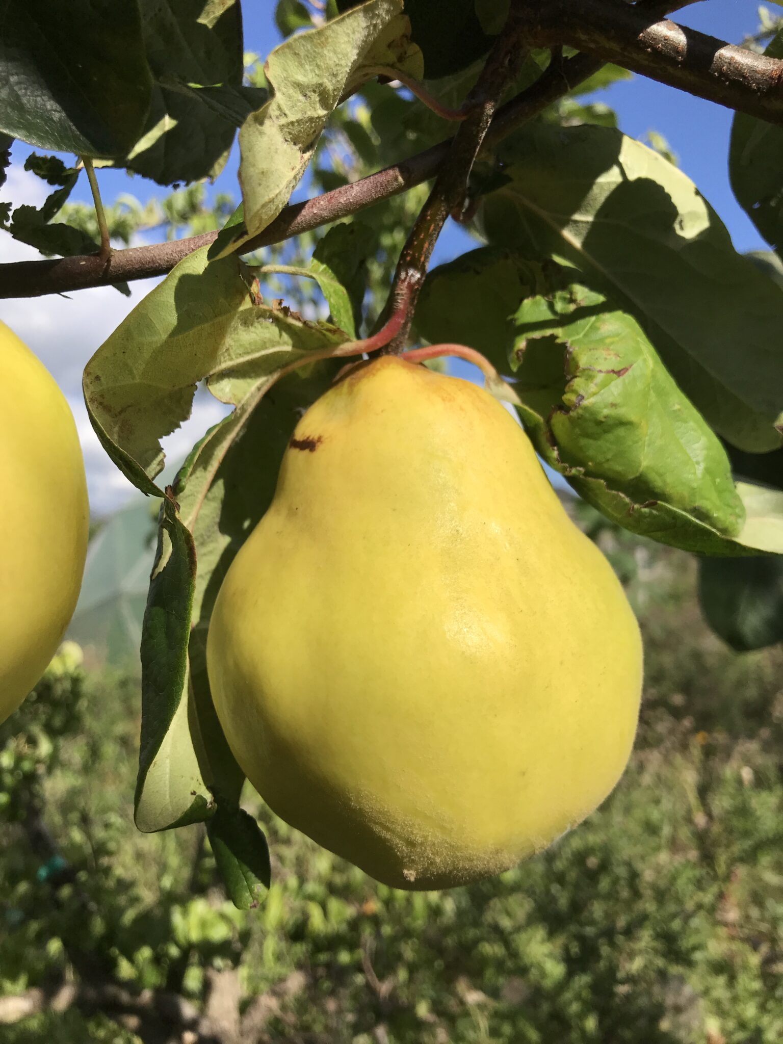 Vranja ⋆ StadsBomerij