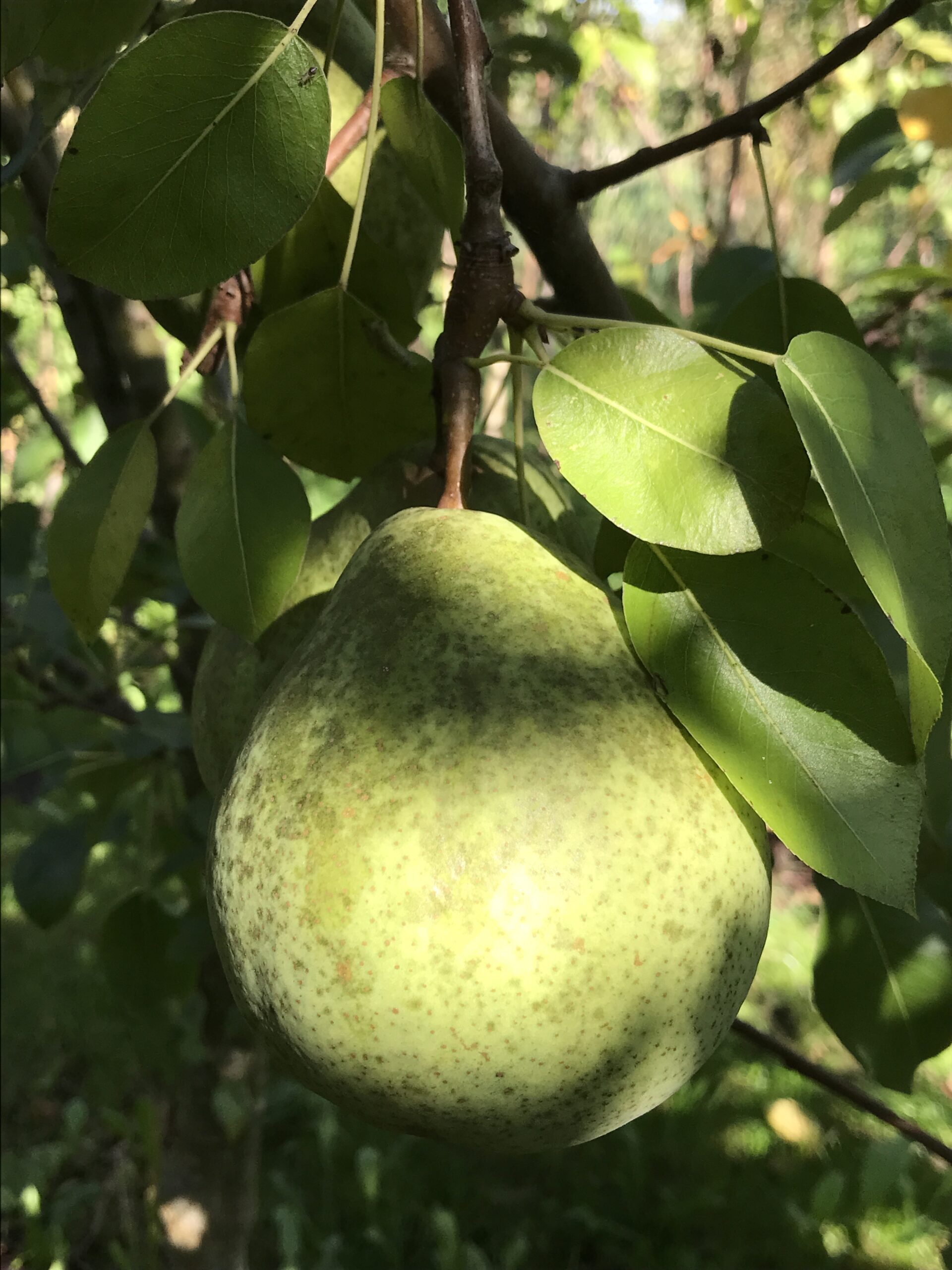 Beurre Hardy ⋆ StadsBomerij