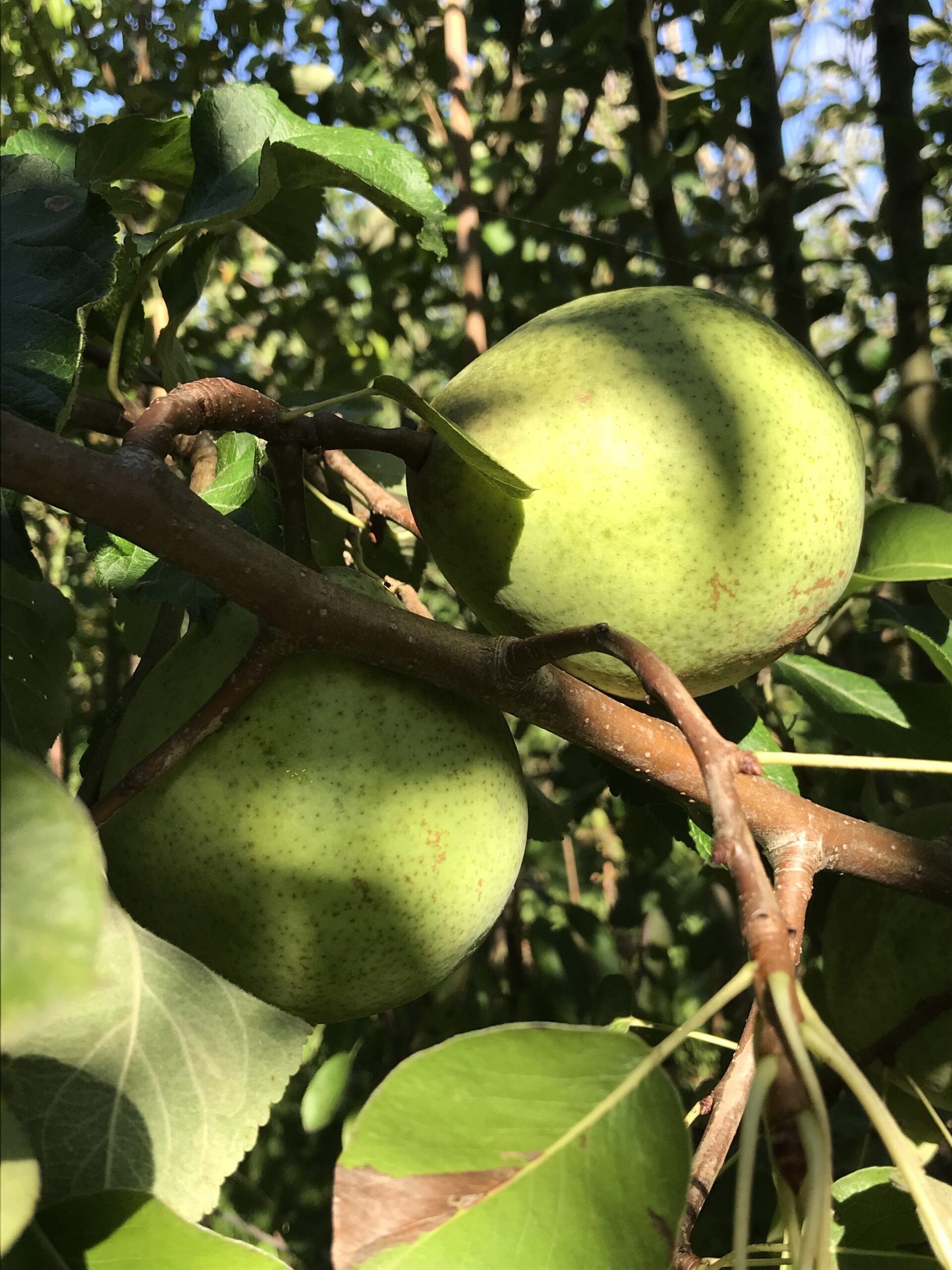 Beurre Hardy ⋆ StadsBomerij