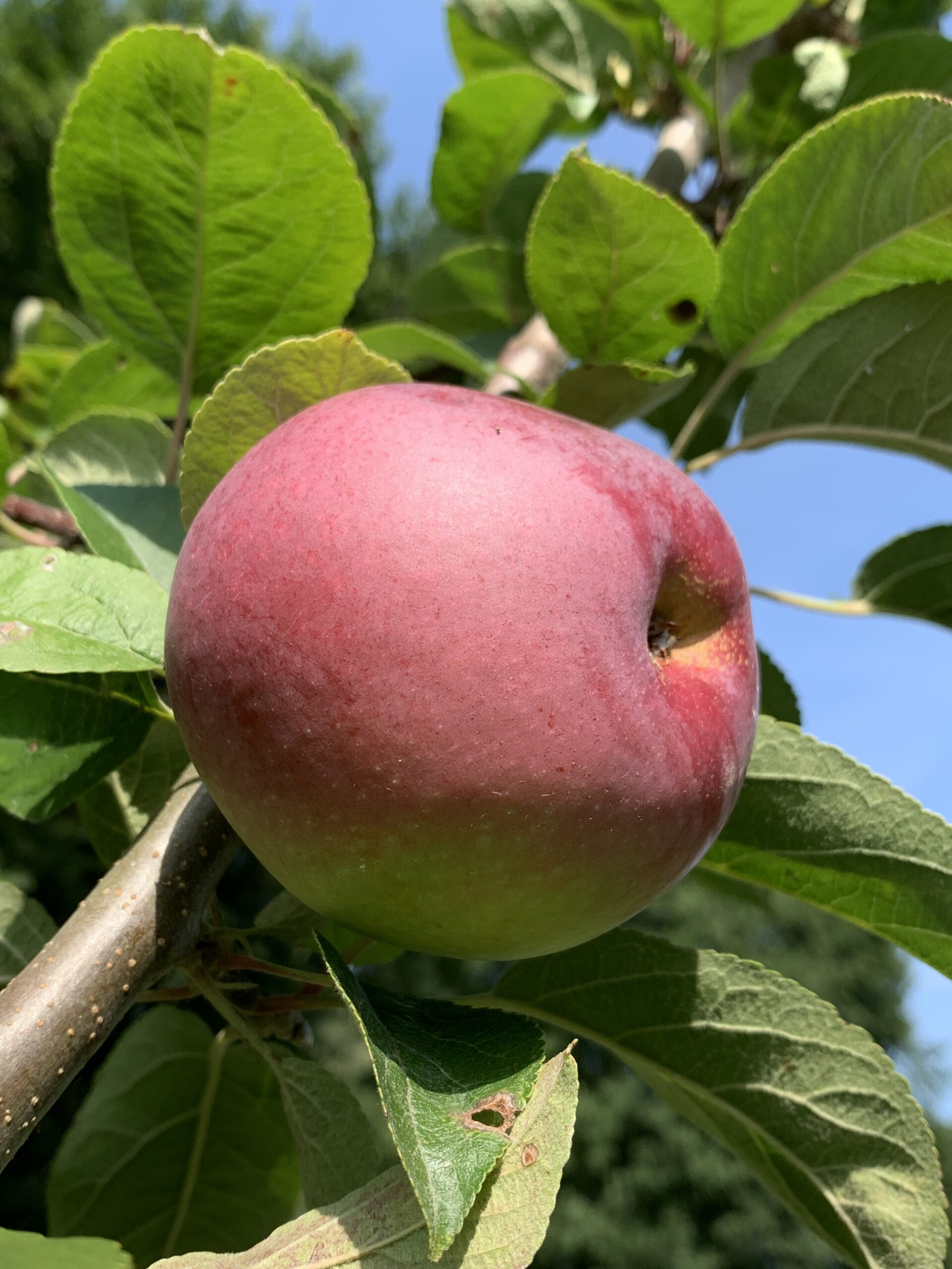 Mc Intosh Imperial All Red ⋆ StadsBomerij