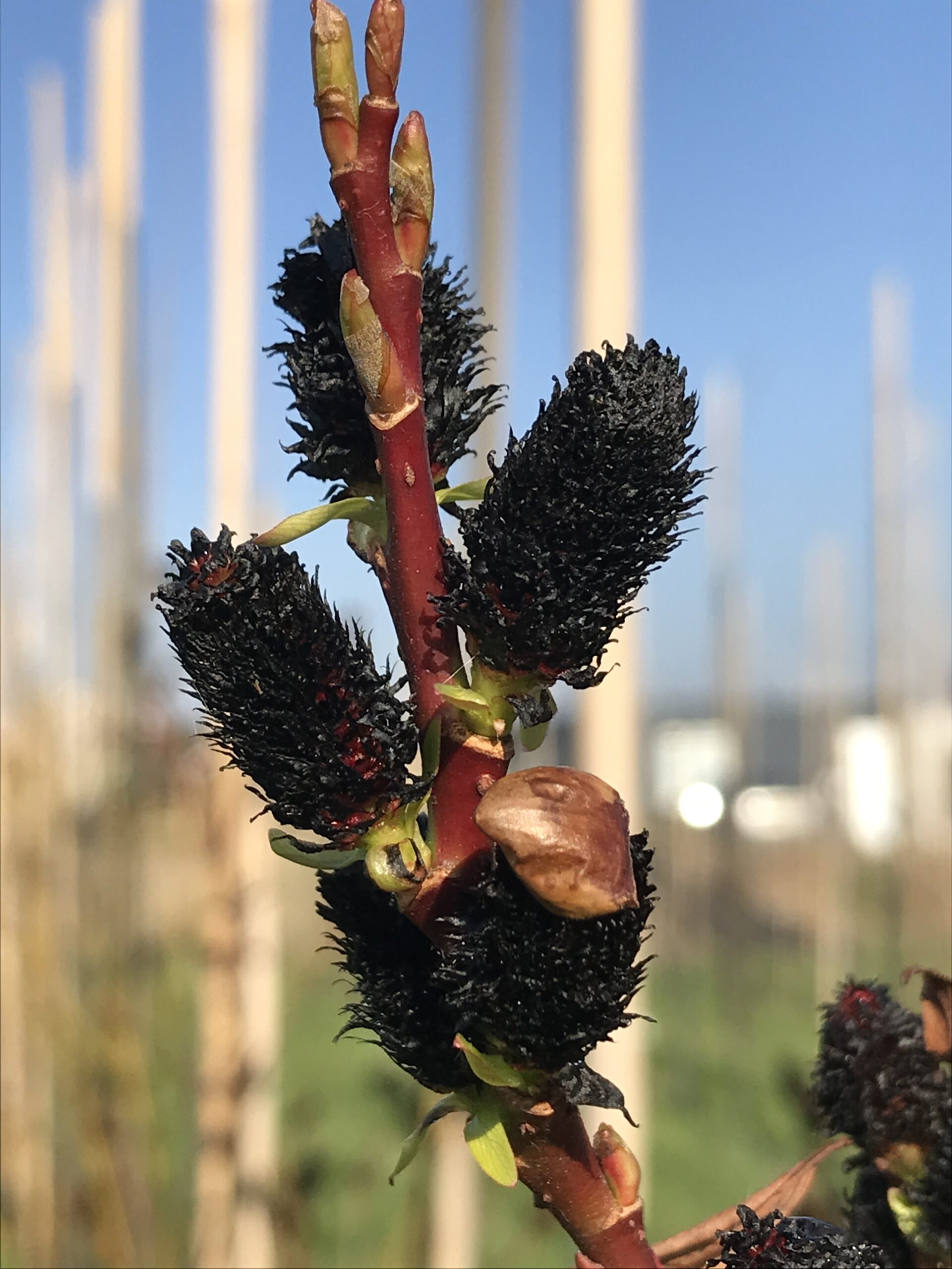 Salix gracilistyla 'Melanostachys' ⋆ StadsBomerij