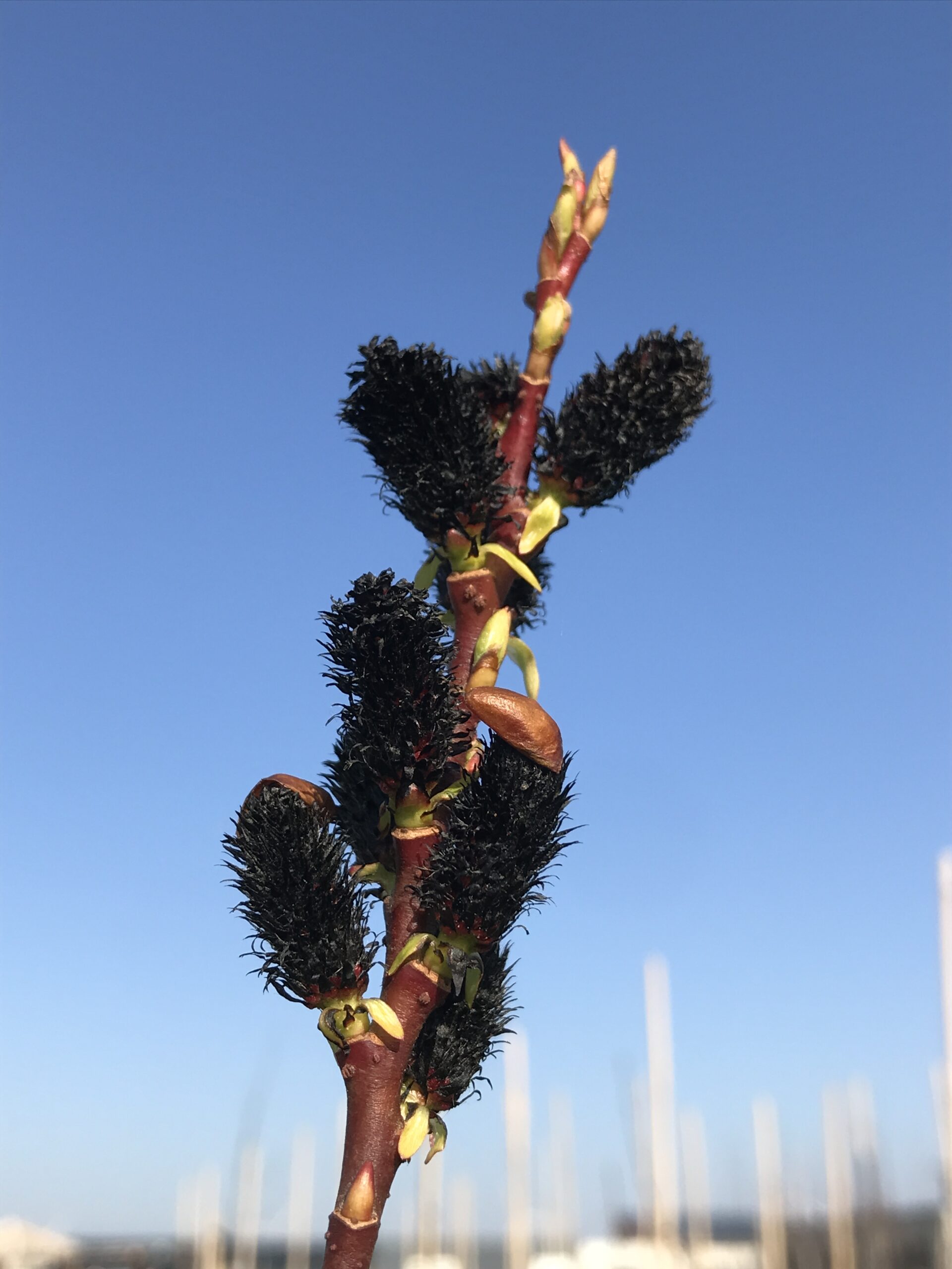 Salix gracilistyla 'Melanostachys' ⋆ StadsBomerij