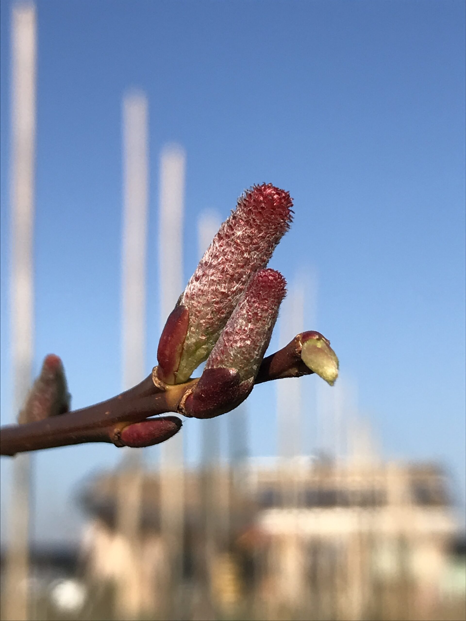 Salix sachalinensis Sekka ⋆ StadsBomerij