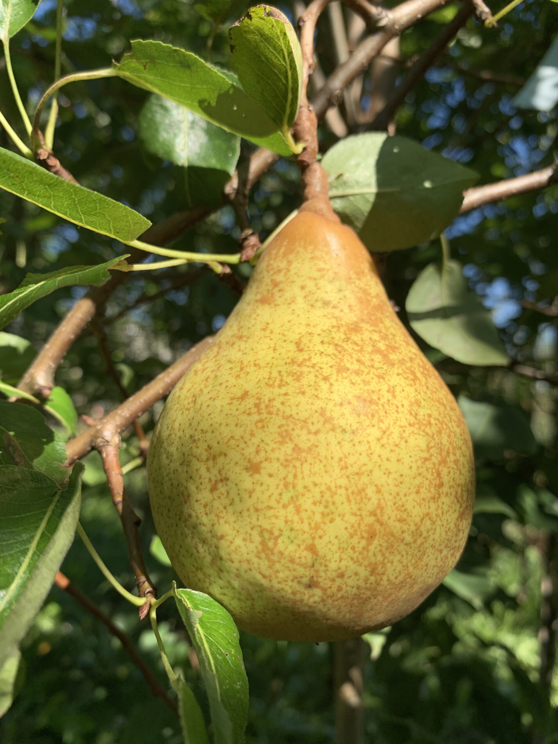 Williams ⋆ StadsBomerij